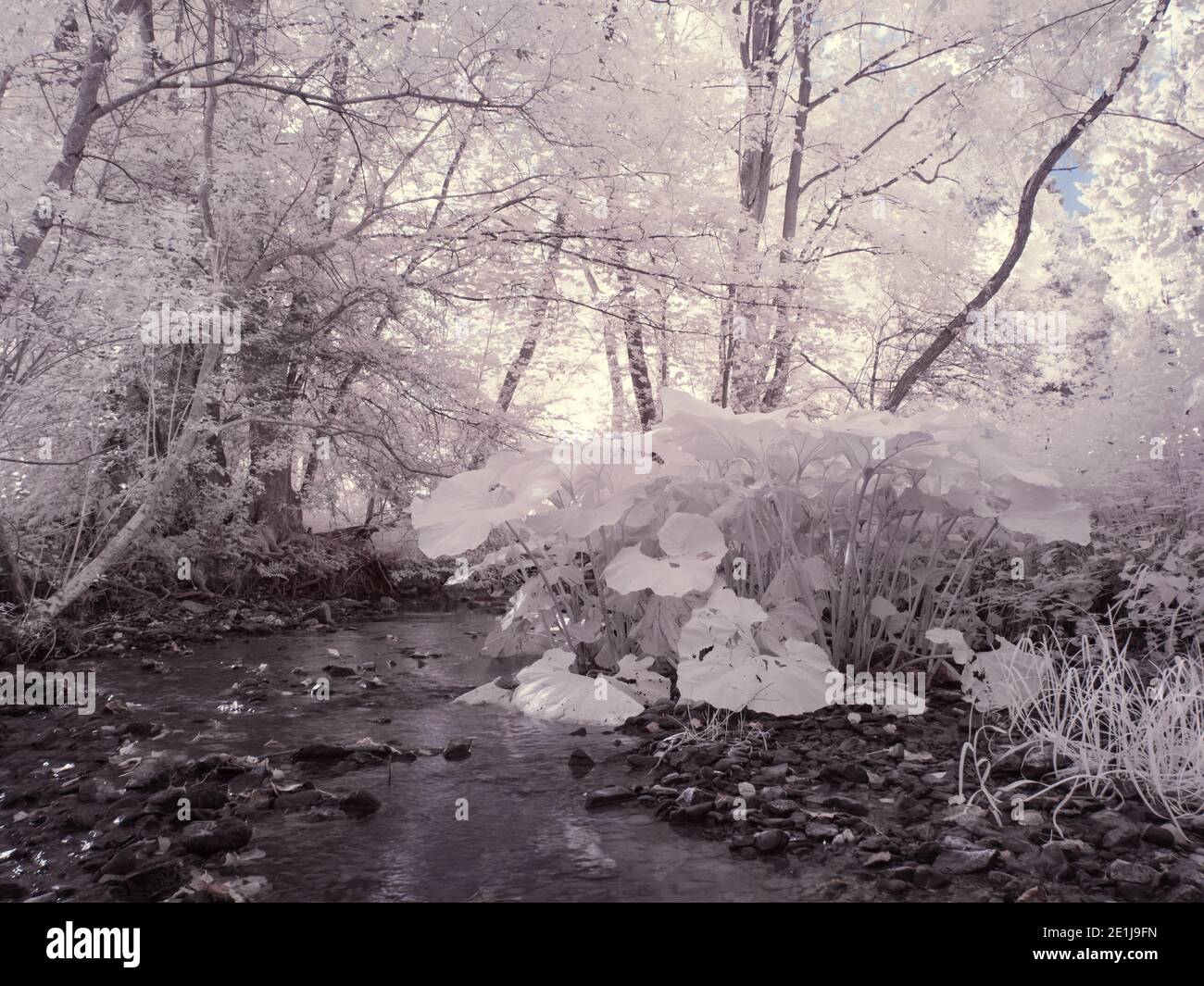 infrared photography - ir photo of landscape with tree under sky with ...