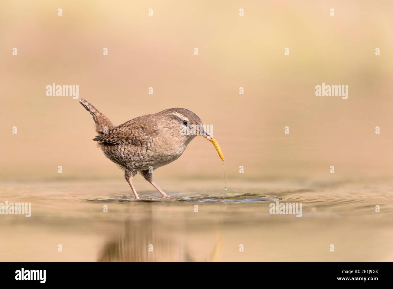 Beautiful portrait of Wren at sunrise (Troglodytes troglodytes Stock ...