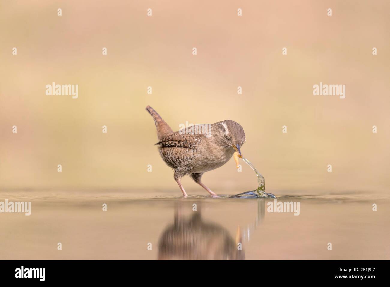 Eurasian wren catches worm in the puddle at dawn (Troglodytes ...
