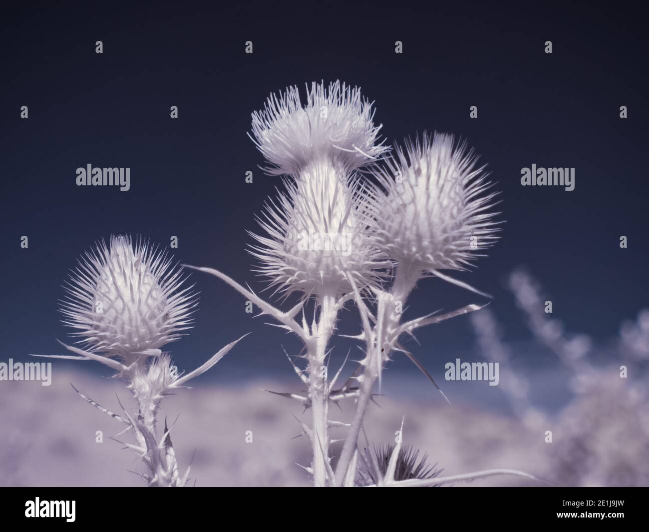 infrared photography - ir photo of landscape with tree under sky with ...