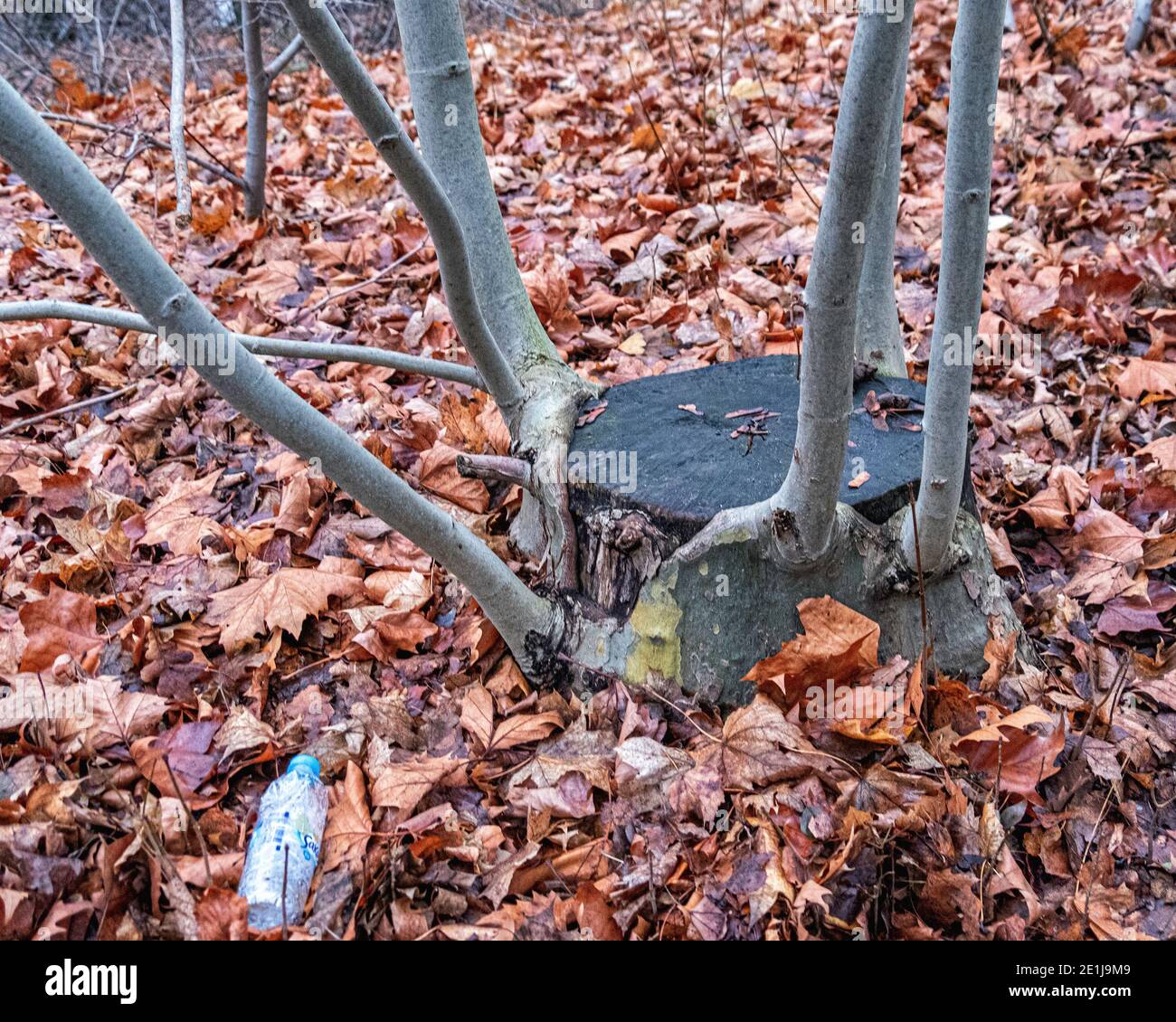 New life. Branches sprout from cut-down tree stump amidst carpet of ...