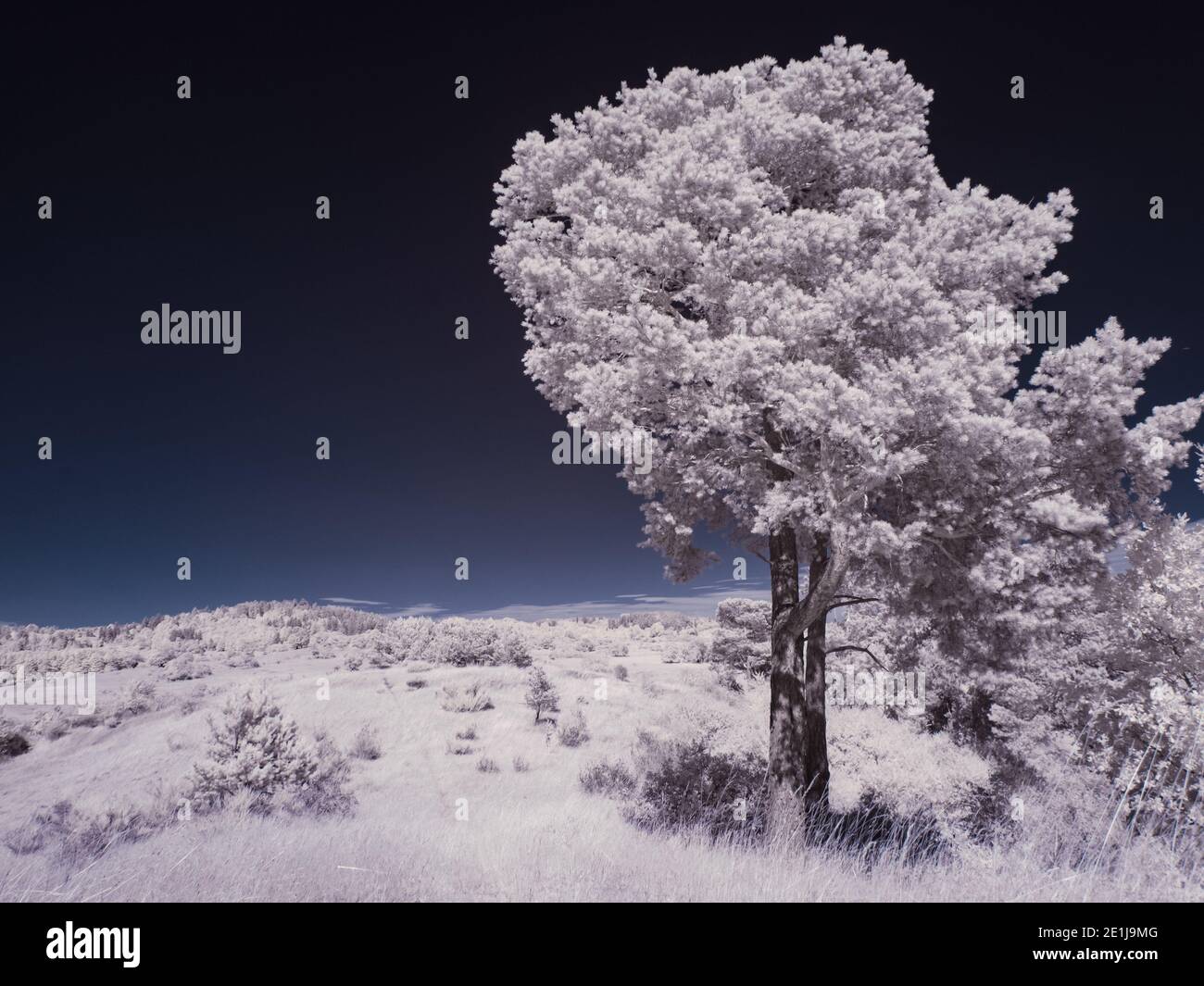 infrared photography - ir photo of landscape with tree under sky with ...