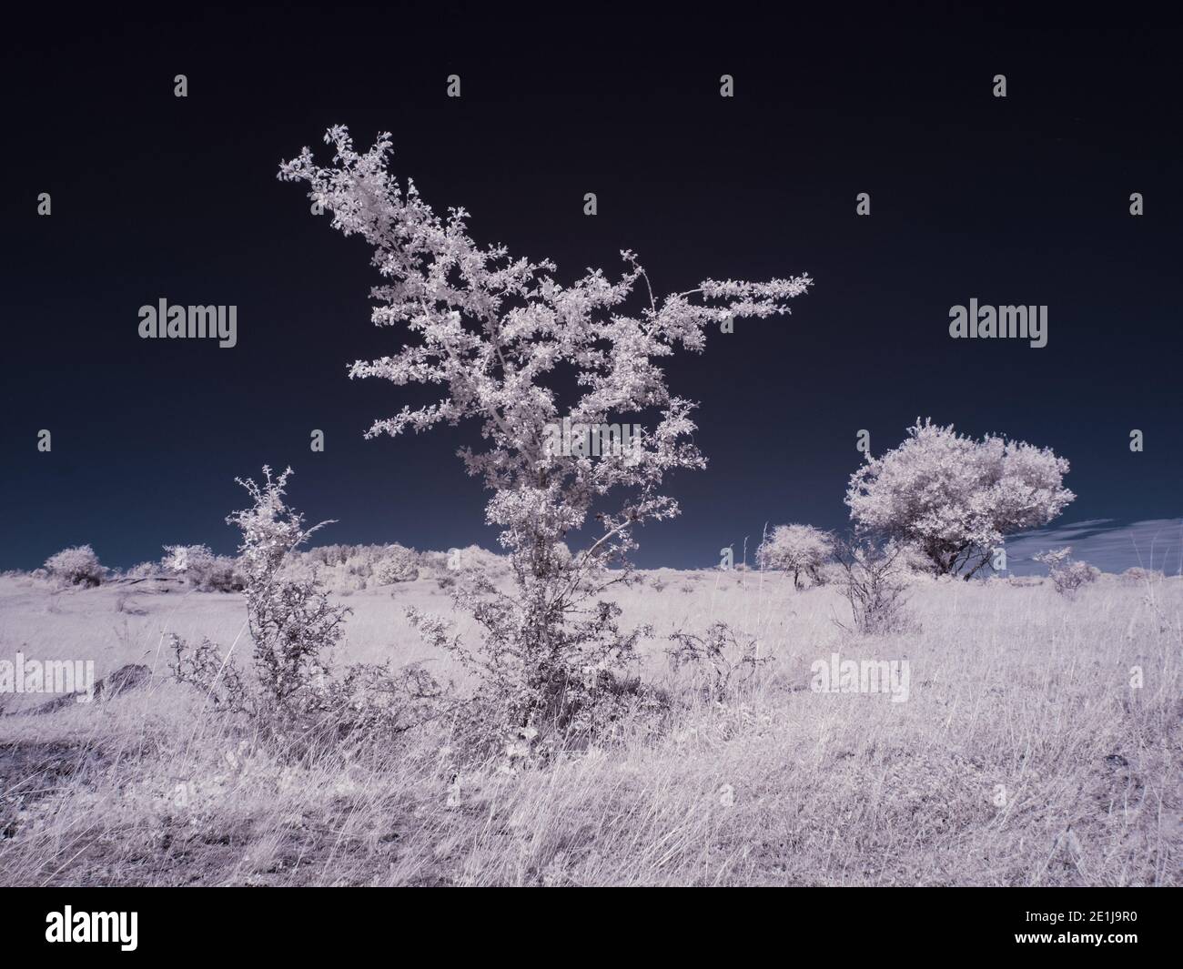 infrared photography - ir photo of landscape with tree under sky with ...