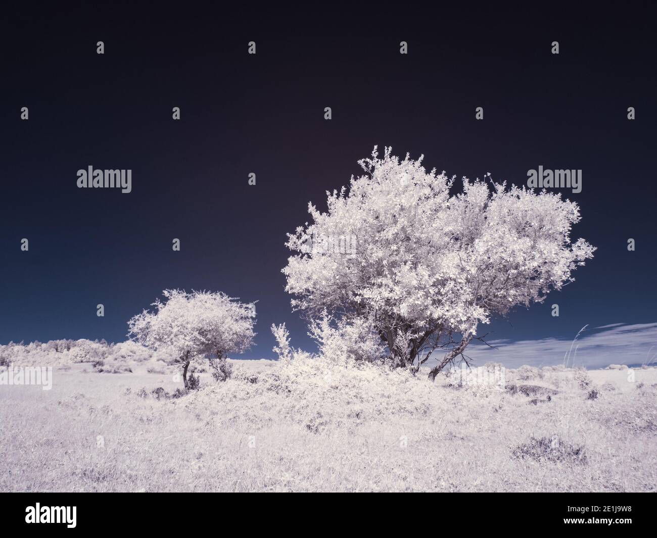 infrared photography - ir photo of landscape with tree under sky with ...