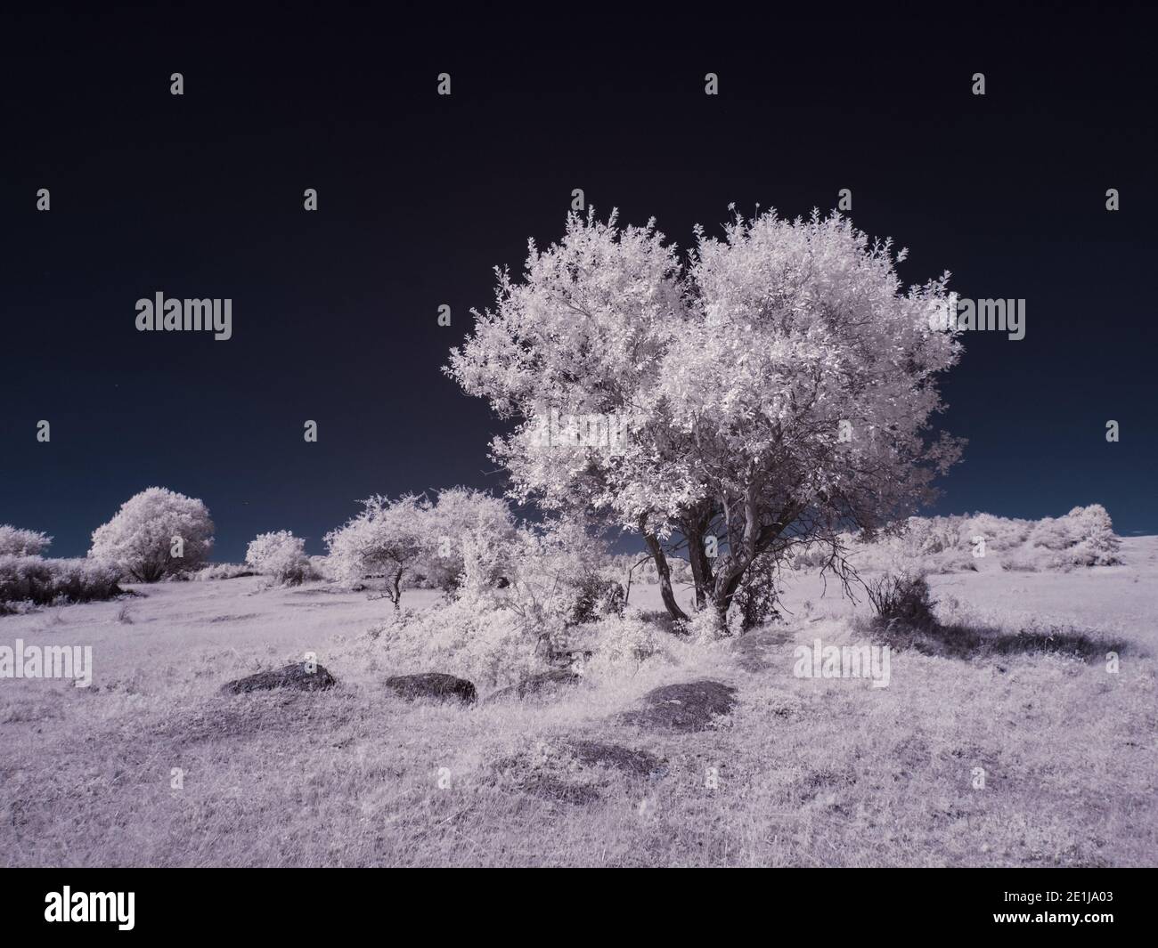 infrared photography - ir photo of landscape with tree under sky with ...