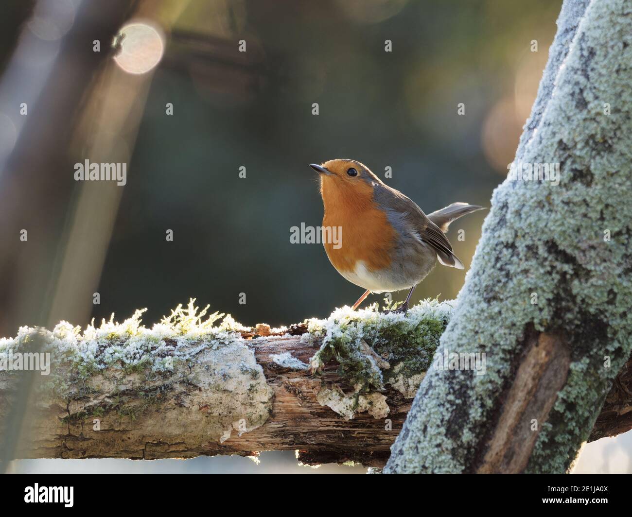 Robin brown hi-res stock photography and images - Alamy