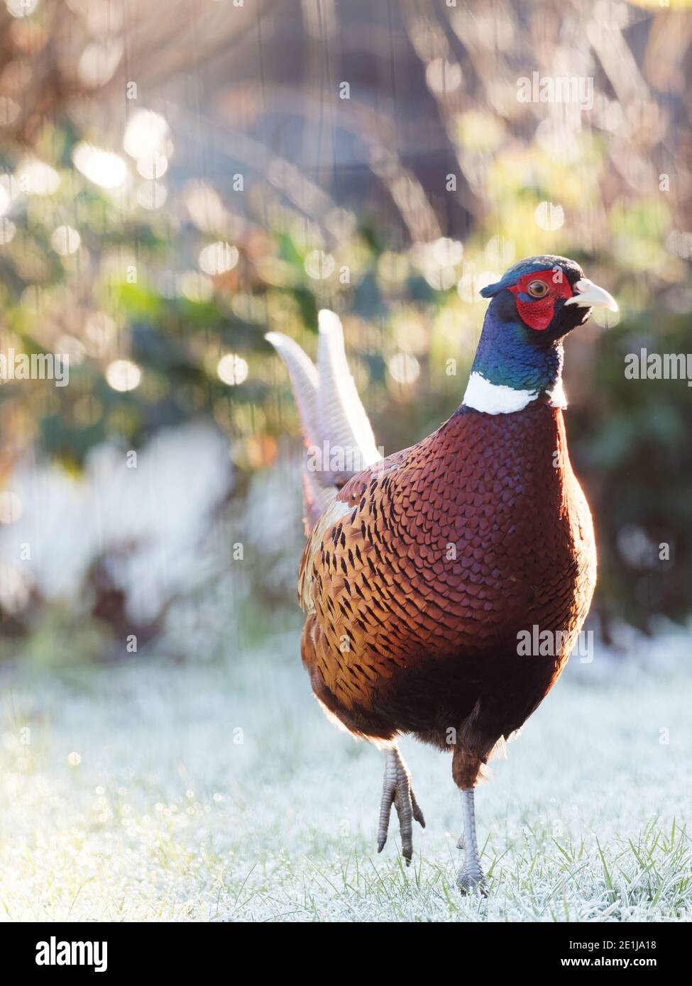 Pheasant Feeder High Resolution Stock Photography and Images - Alamy
