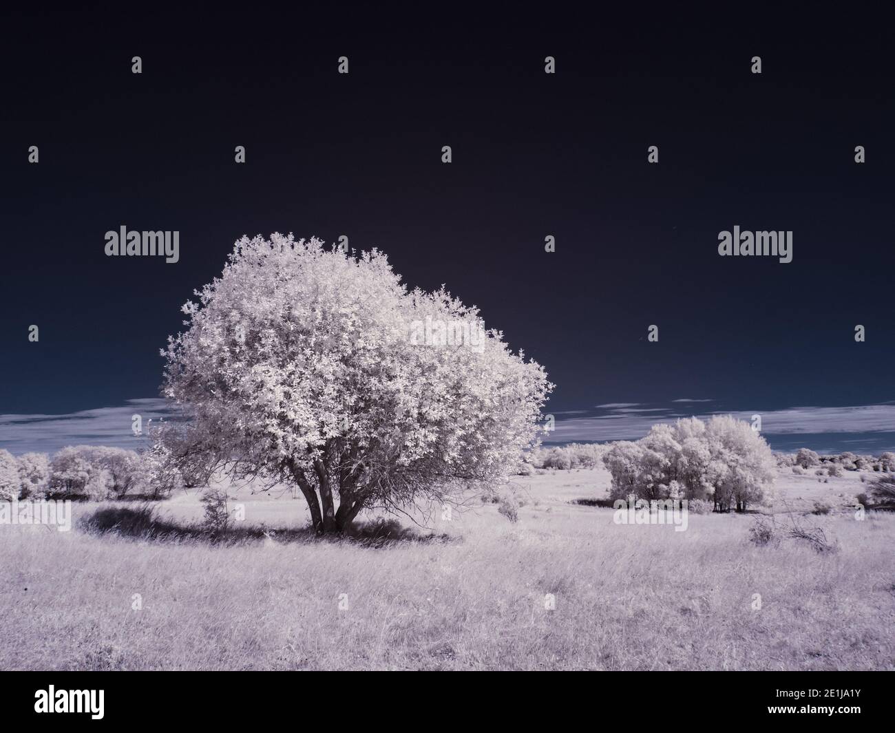 infrared photography - ir photo of landscape with tree under sky with ...