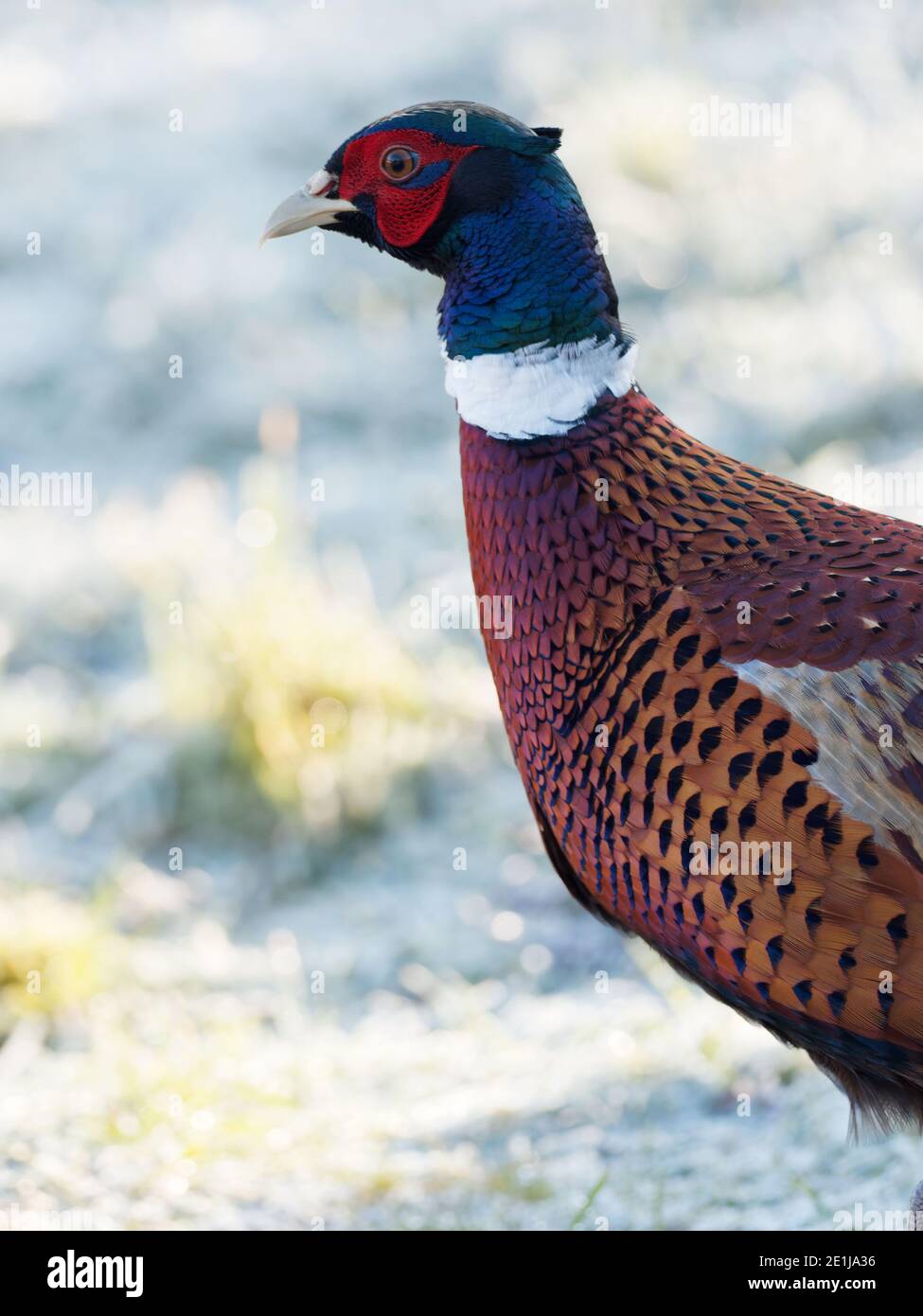 Pheasant feeder hi-res stock photography and images - Alamy