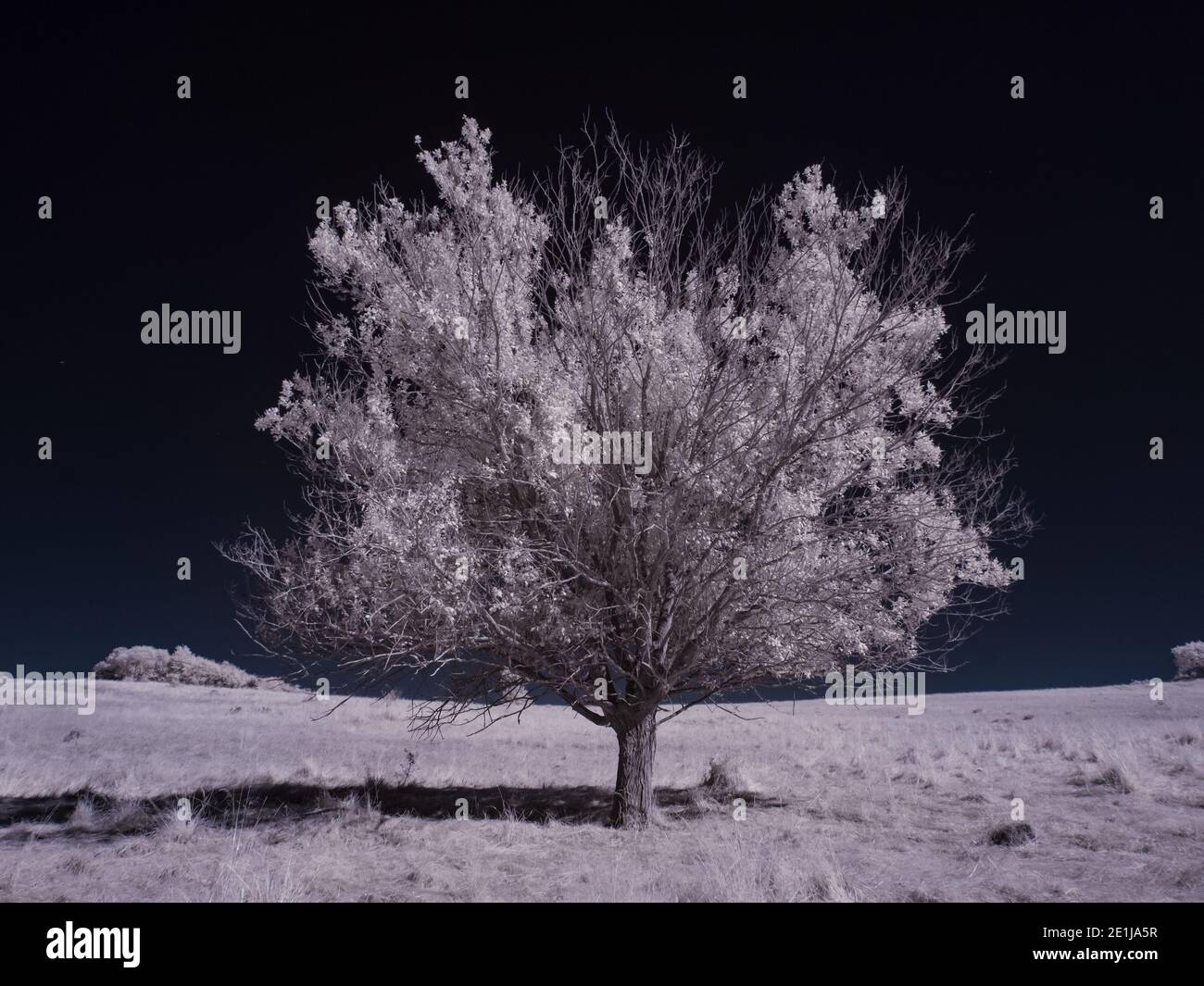 infrared photography - ir photo of landscape with tree under sky with ...