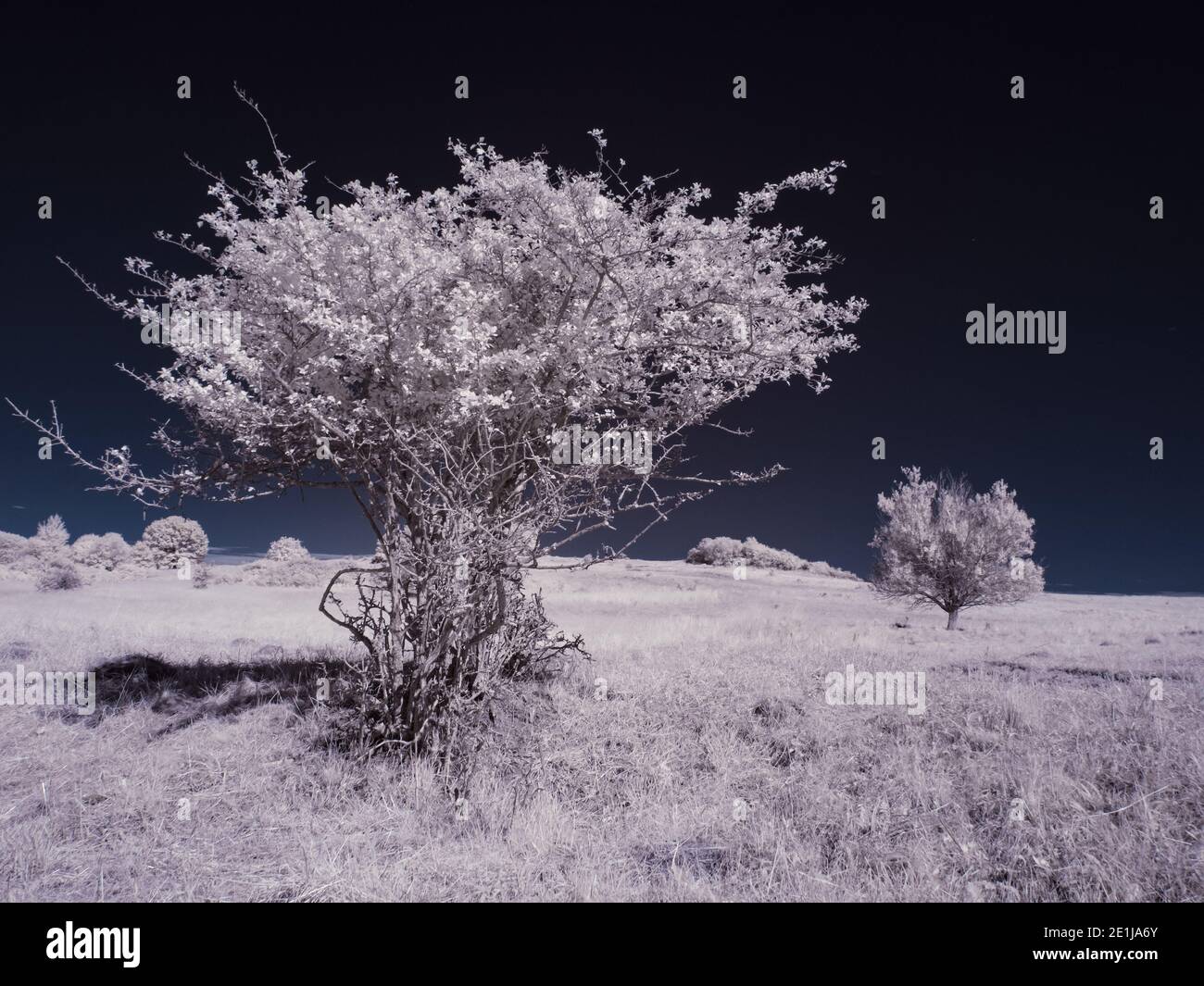 infrared photography - ir photo of landscape with tree under sky with ...