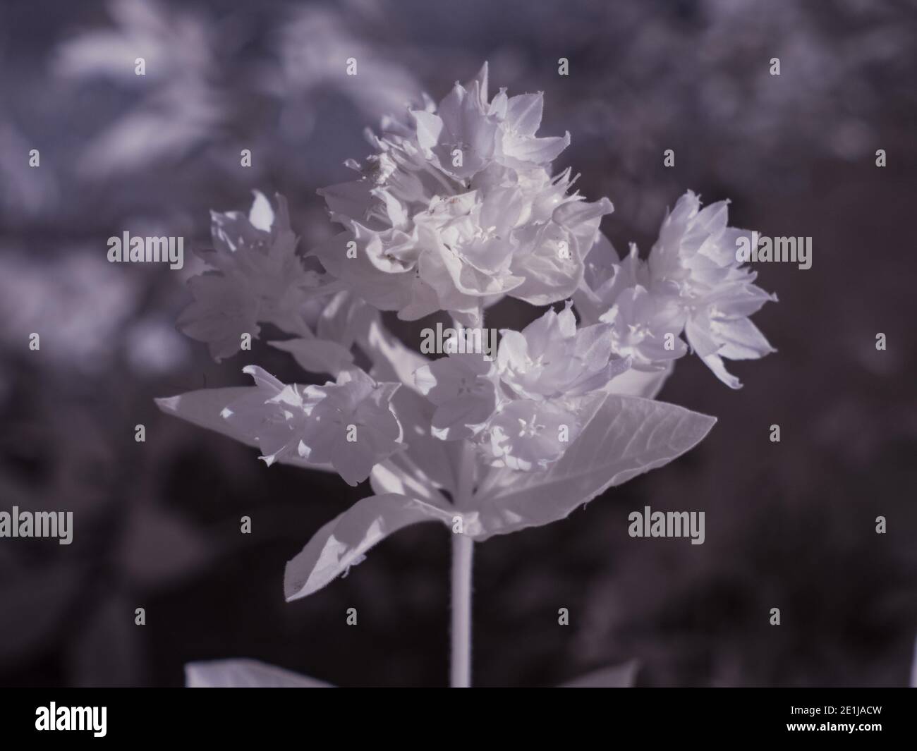infrared photography - ir photo of landscape with tree under sky with ...