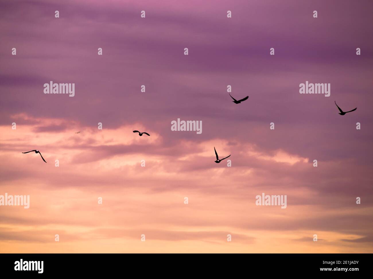 group of birds flying Stock Photo - Alamy