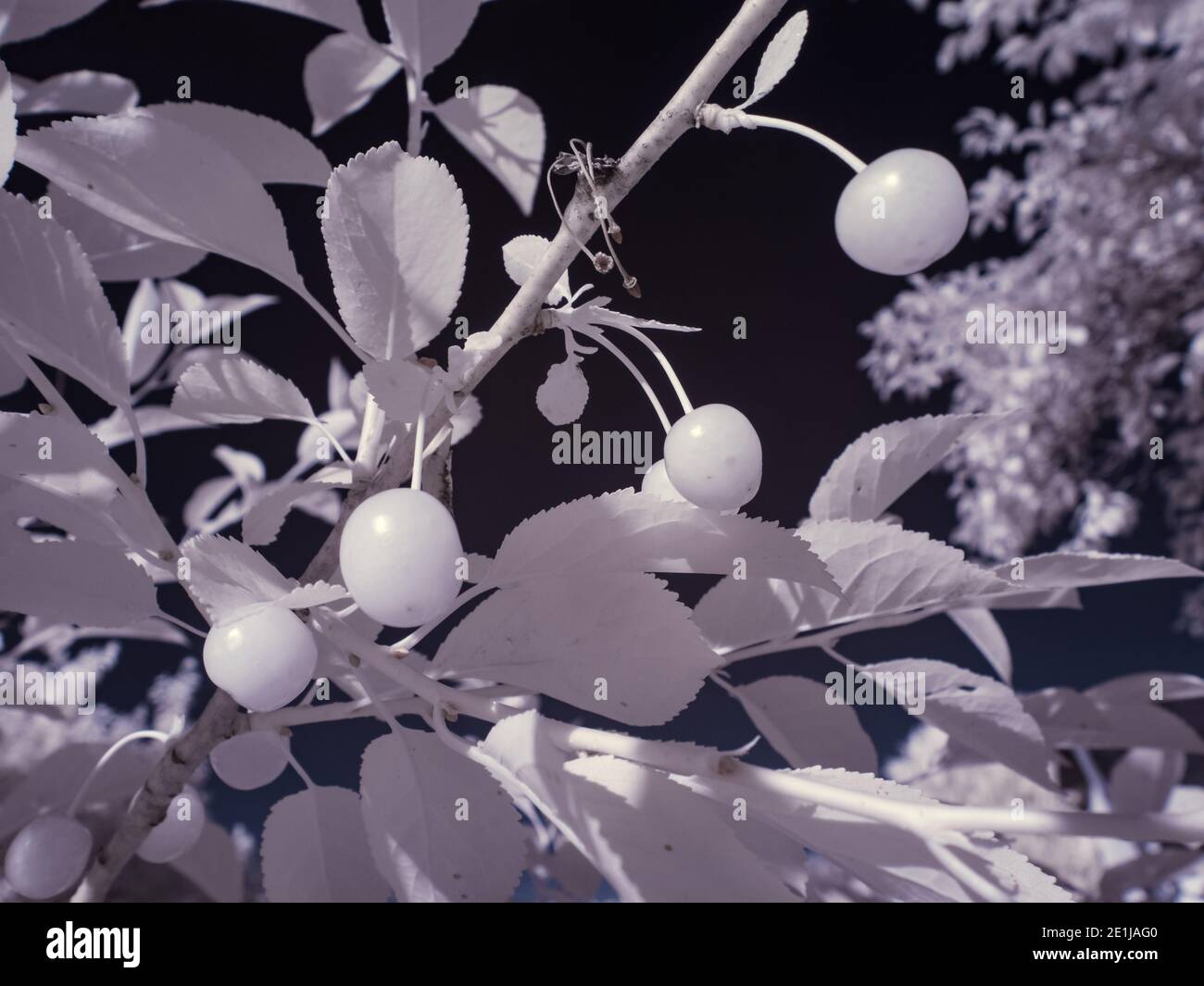 infrared photography - ir photo of landscape with tree under sky with ...