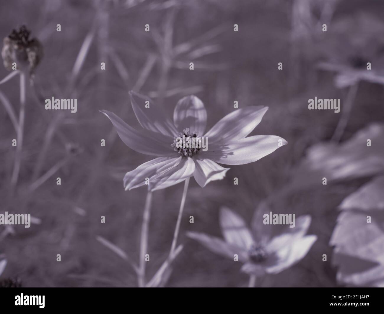 infrared photography - ir photo of landscape with tree under sky with ...