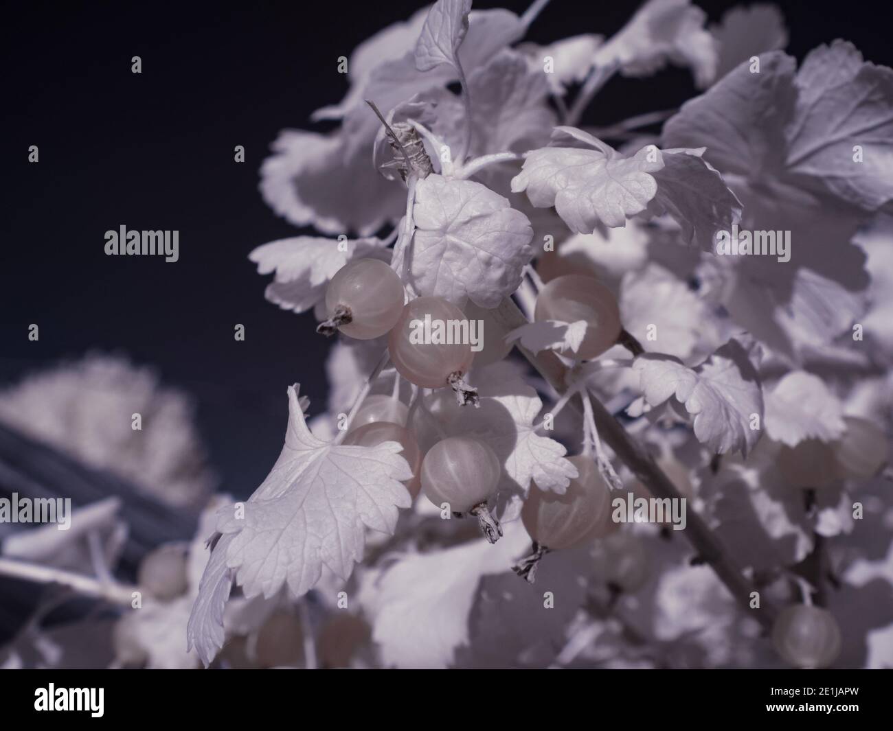 infrared photography - ir photo of landscape with tree under sky with ...