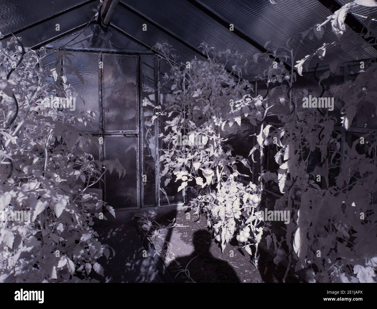 infrared photography - ir photo of landscape with tree under sky with ...