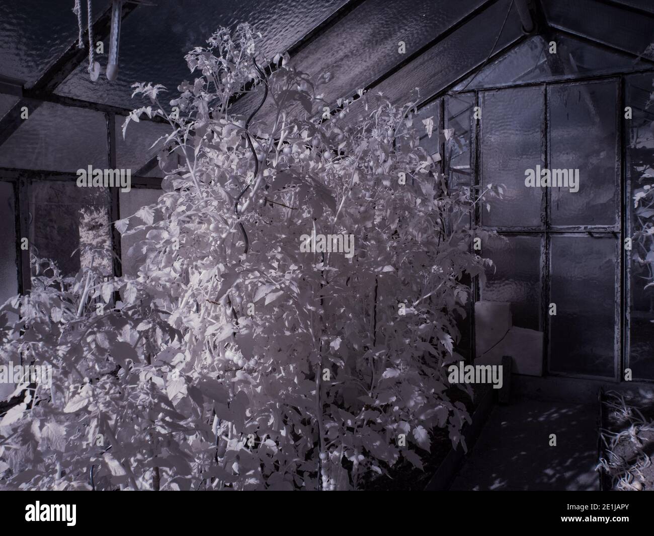 infrared photography - ir photo of landscape with tree under sky with ...