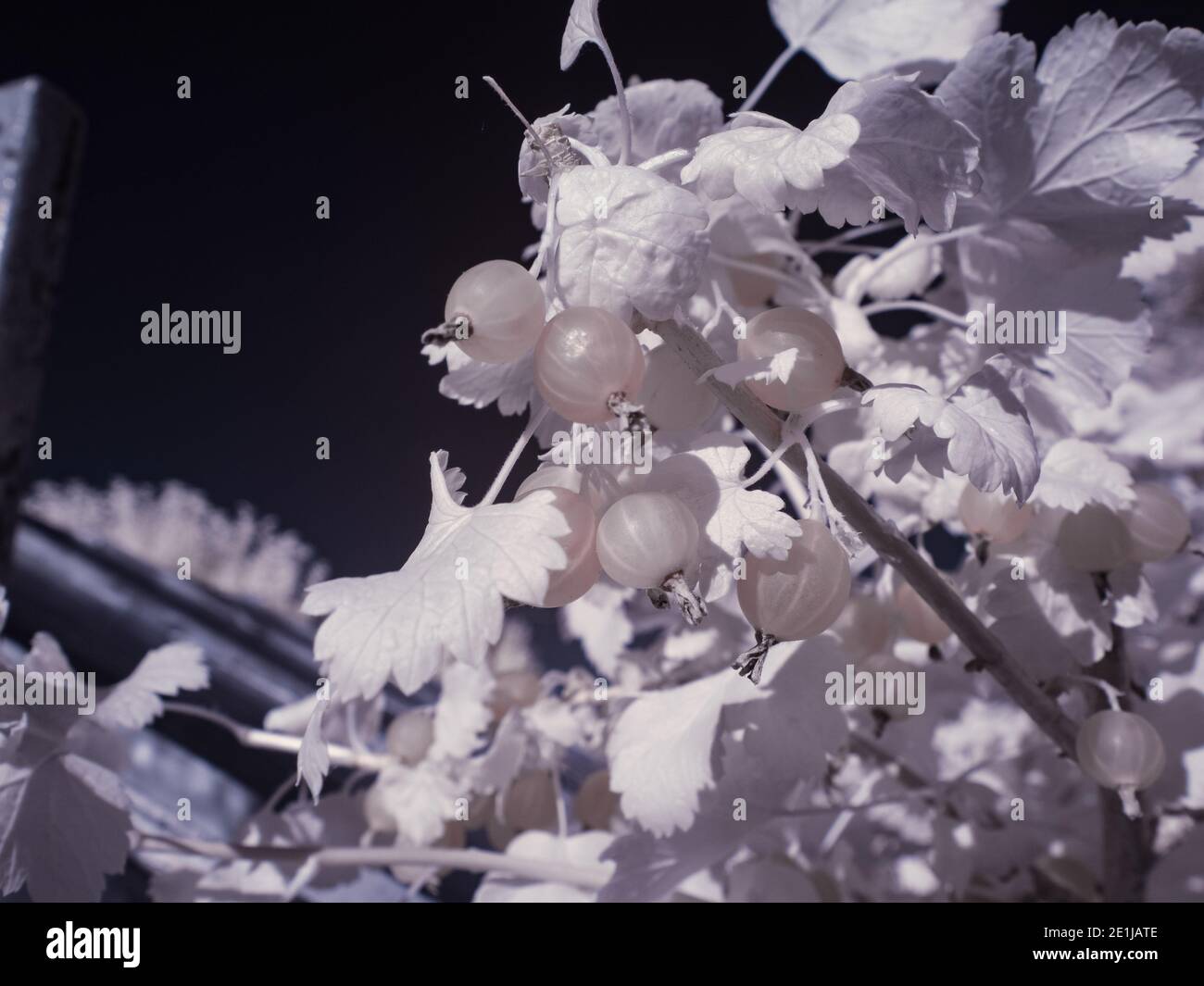 infrared photography - ir photo of landscape with tree under sky with ...
