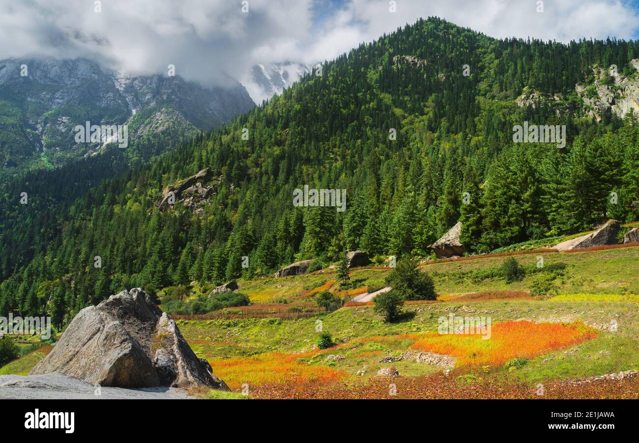 Red Ogla crop, used for making bread, cultivated along the slopes of ...