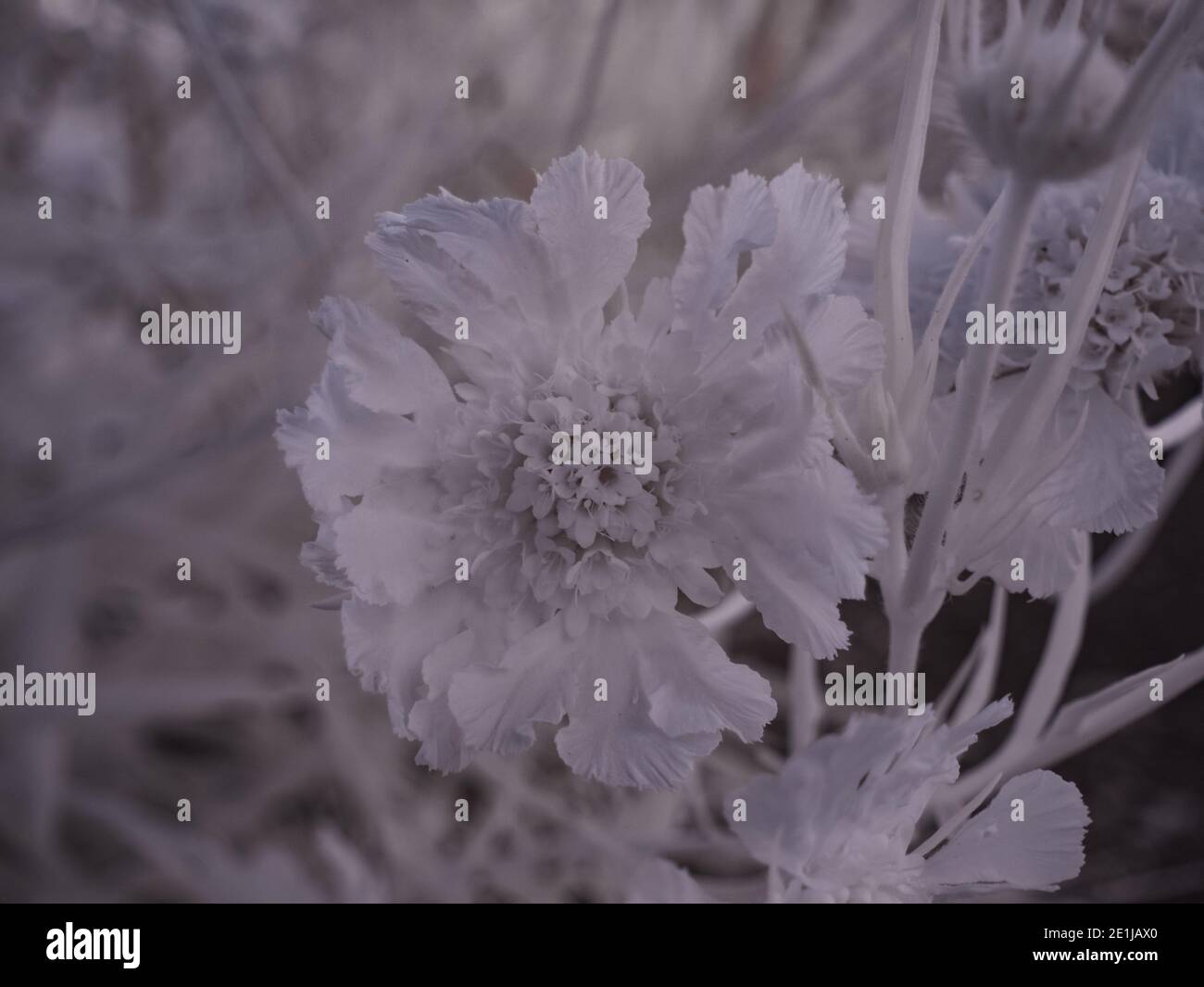 infrared photography - ir photo of landscape with tree under sky with ...