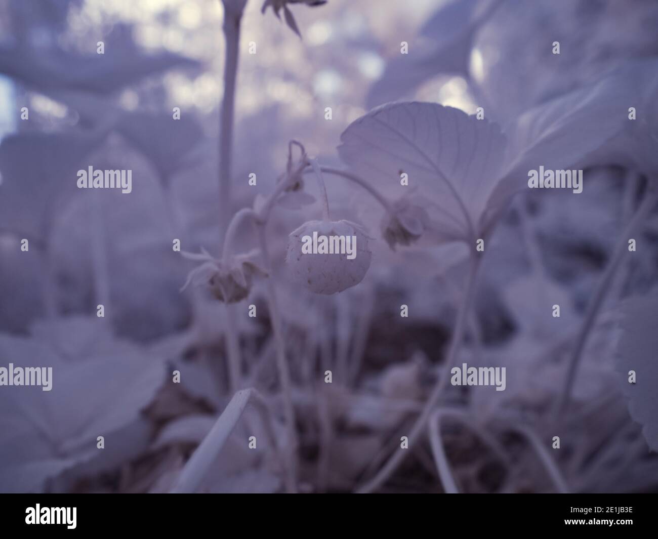 infrared photography - ir photo of landscape with tree under sky with ...