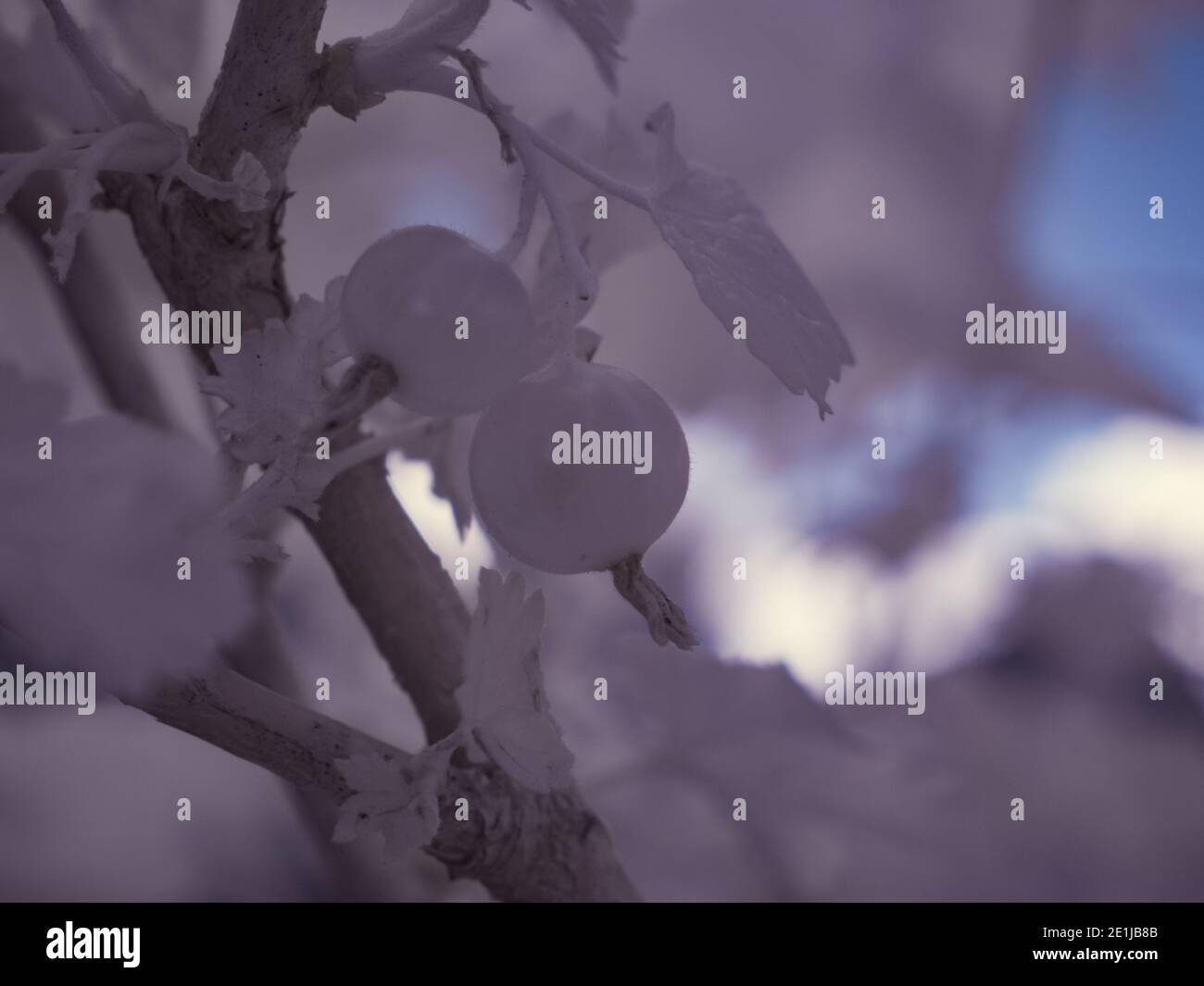 infrared photography - ir photo of landscape with tree under sky with ...