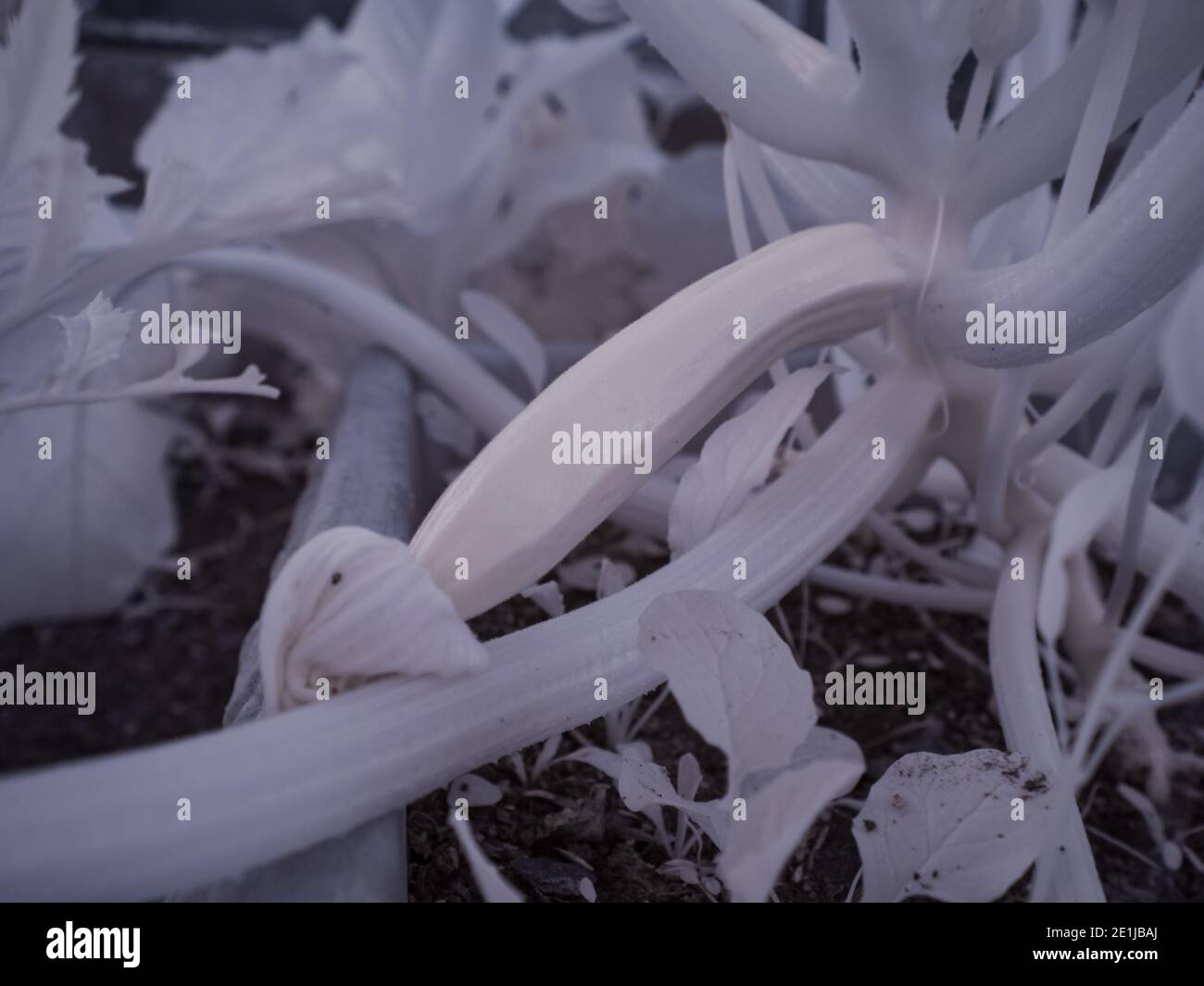 infrared photography - ir photo of landscape with tree under sky with ...