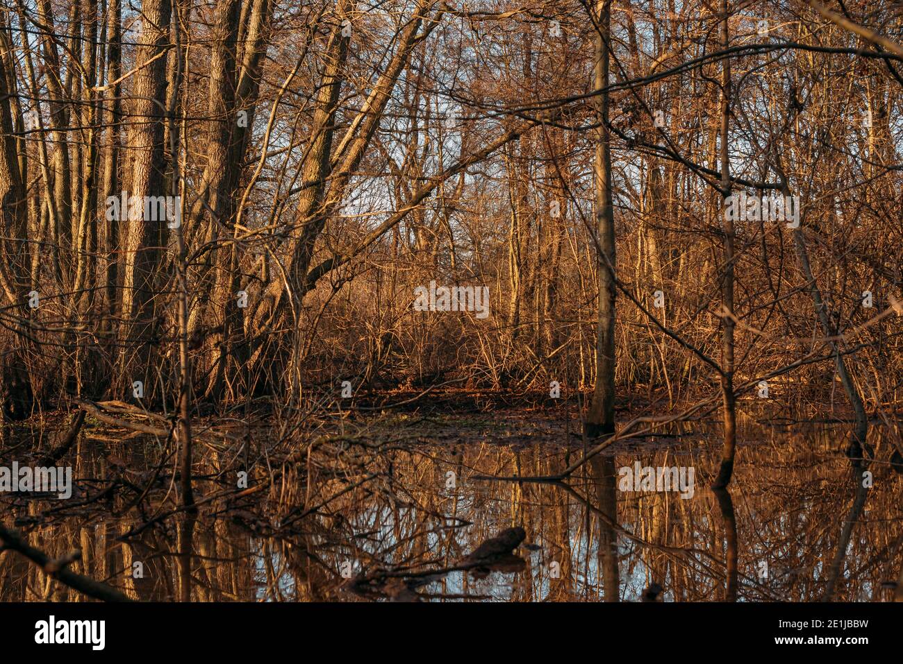 Trees in a flooded forest, trees stand in the water, trees in a swamp ...
