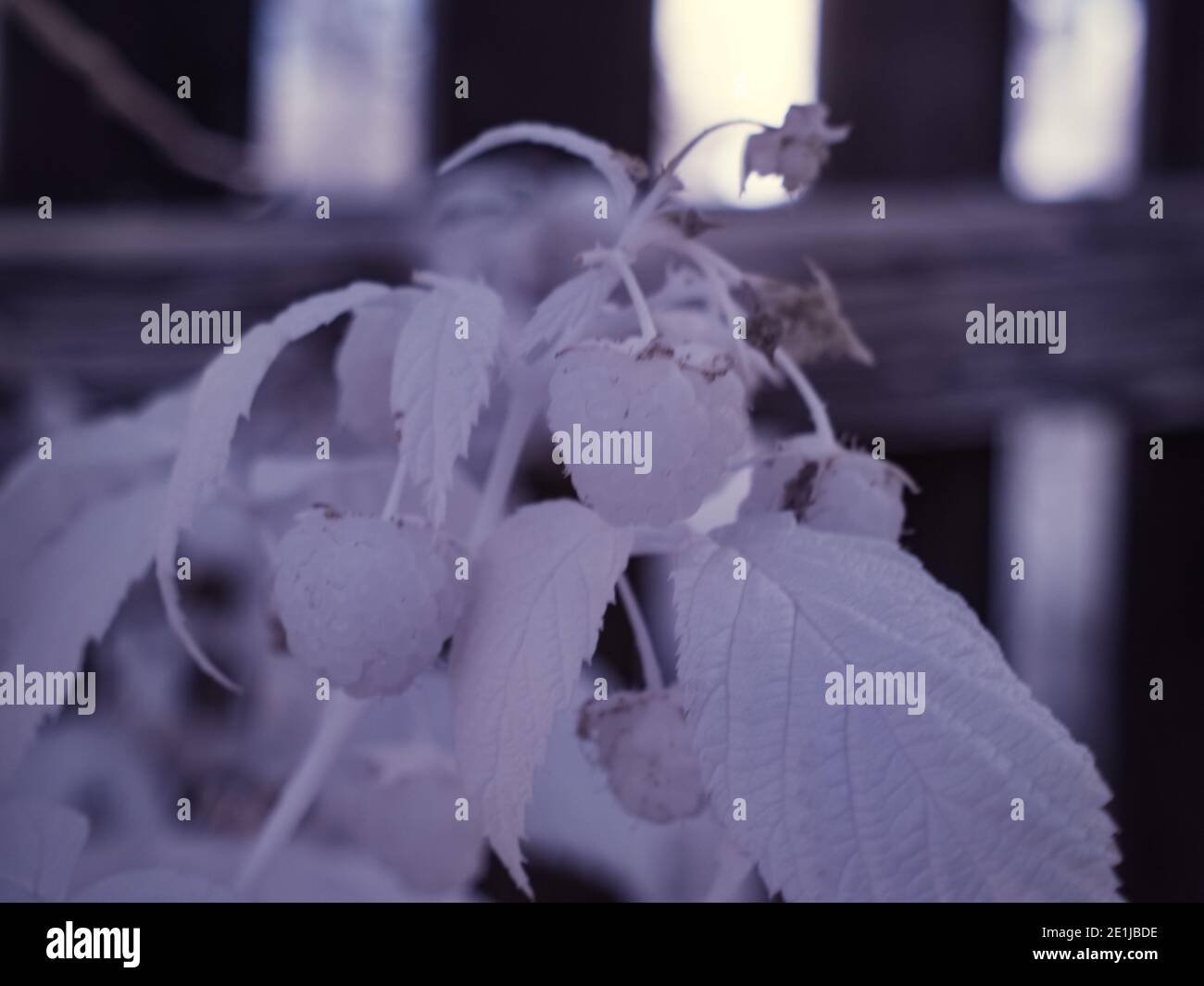 infrared photography - ir photo of landscape with tree under sky with ...