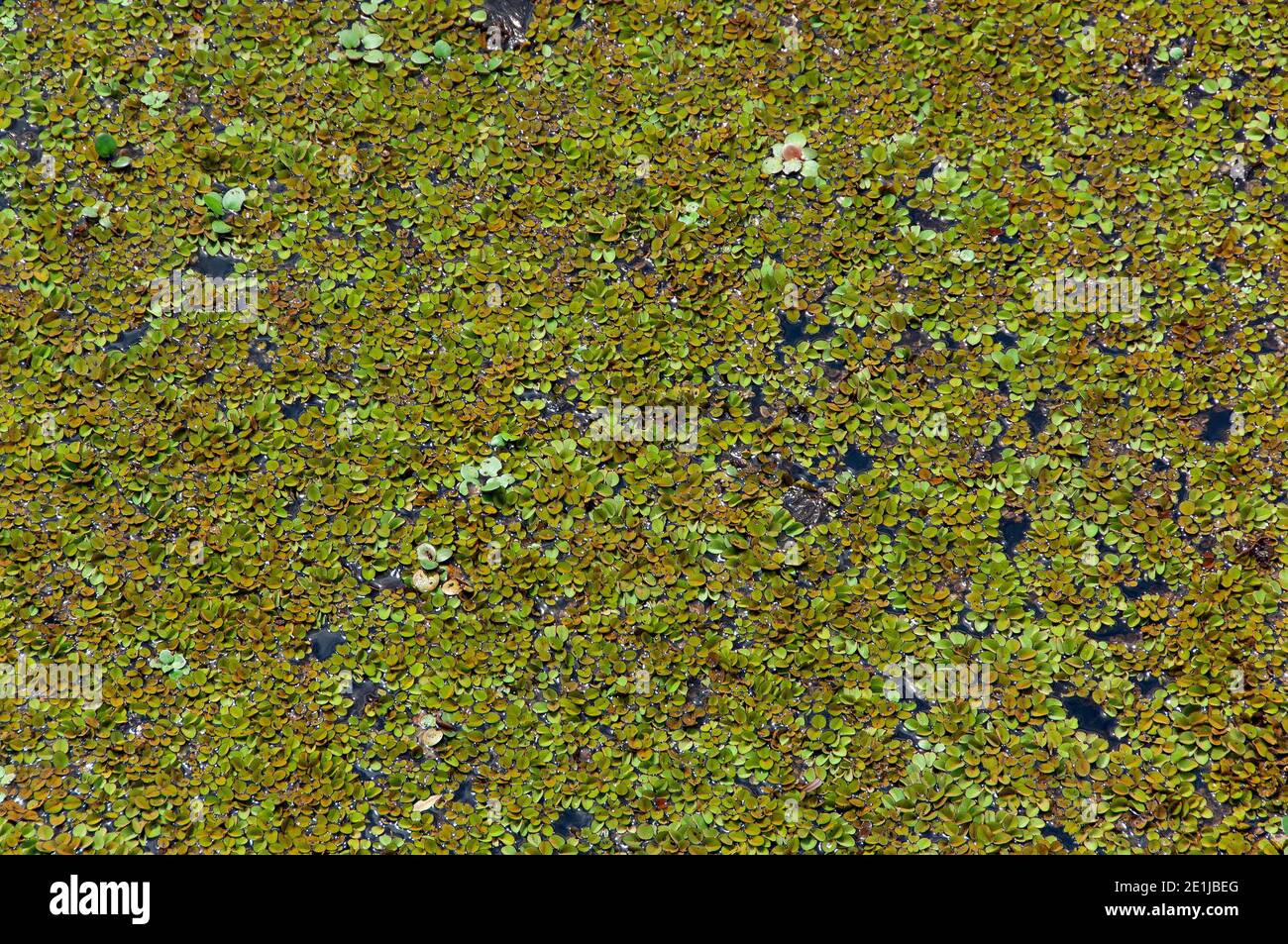 Aquatic plants in the Brazilian Amazon rainforest Stock Photo - Alamy