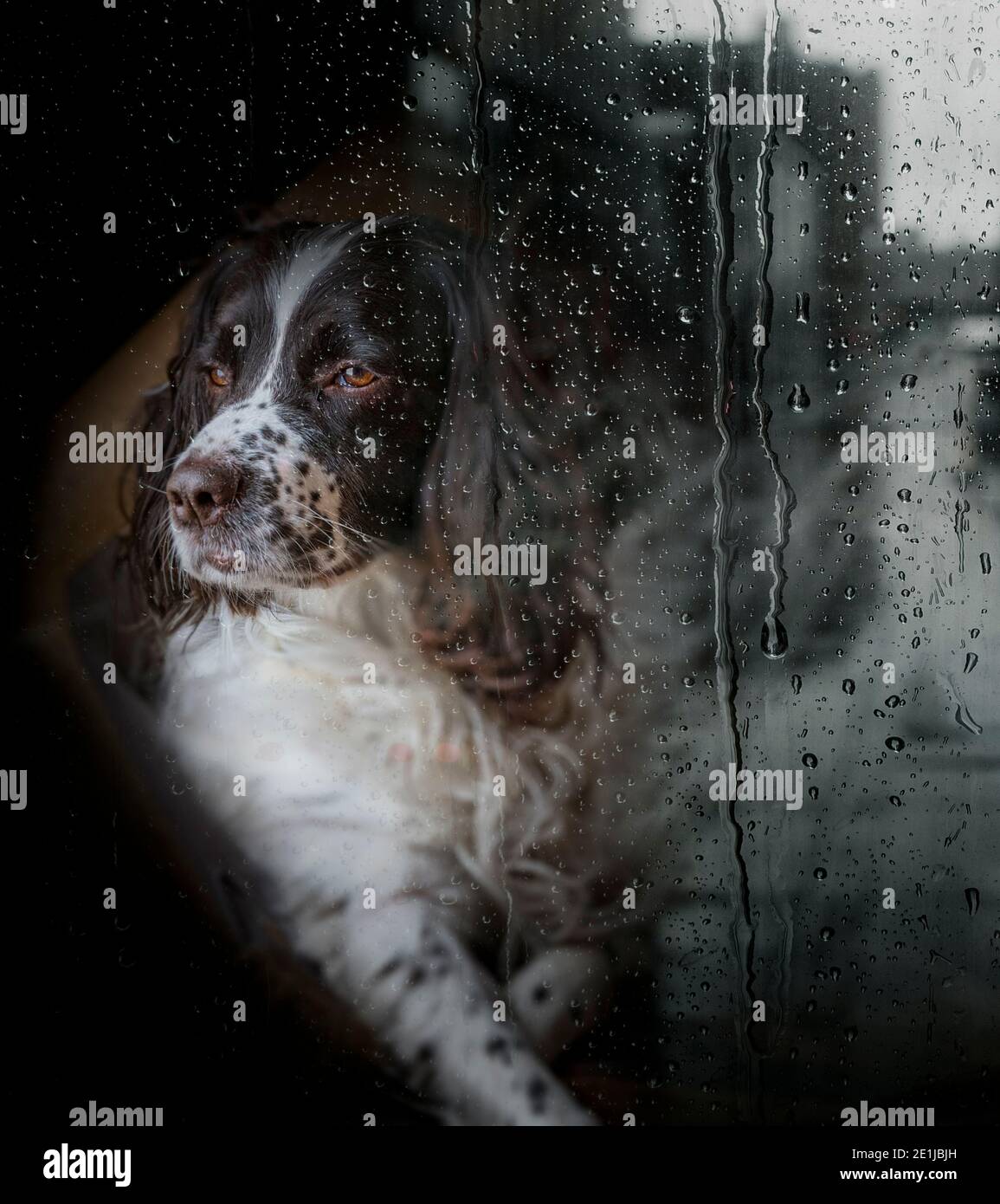 An English Springer Spaniel dog looking through a window on a wet rainy ...