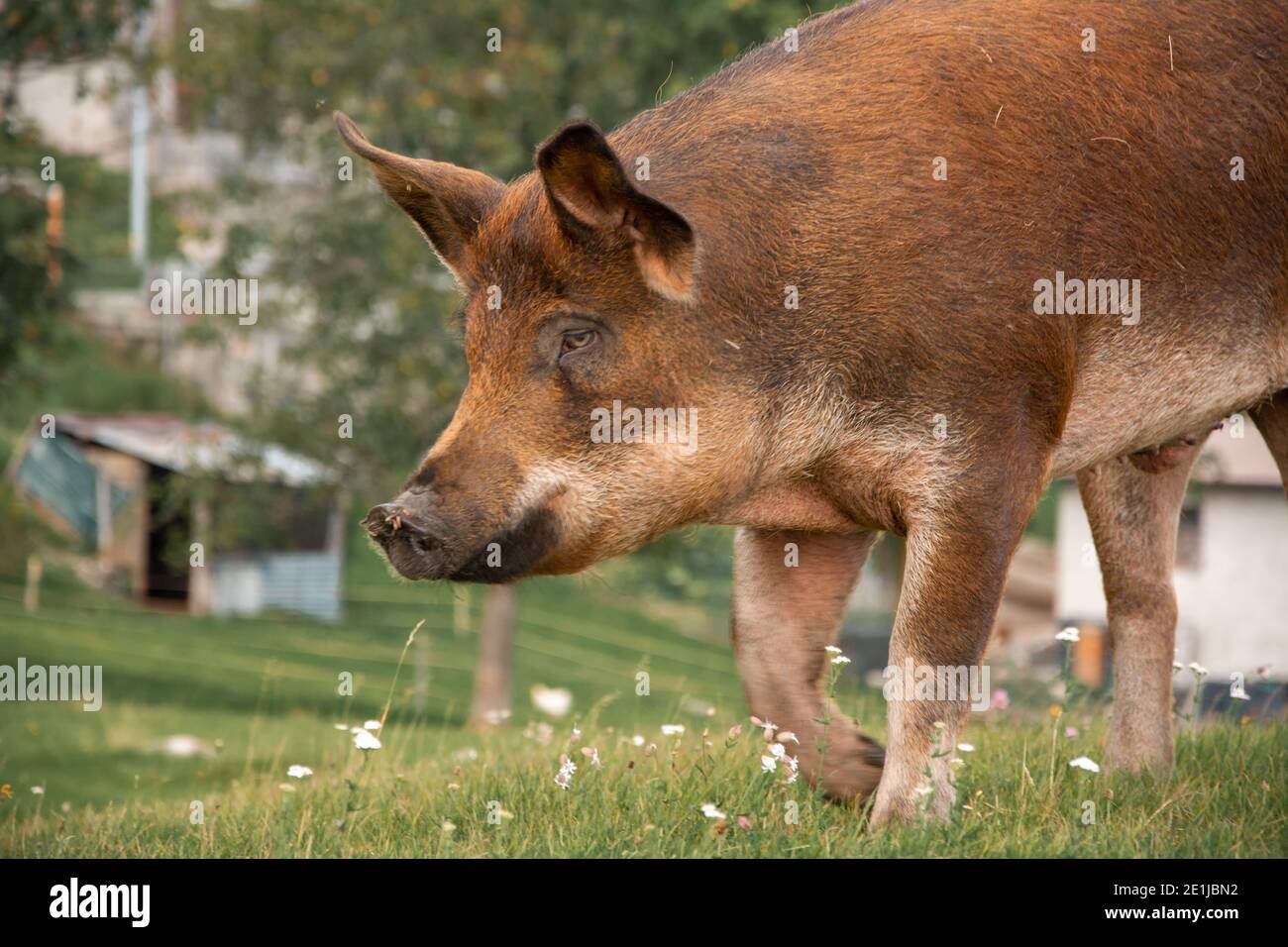 Fat farm animal hi-res stock photography and images - Alamy