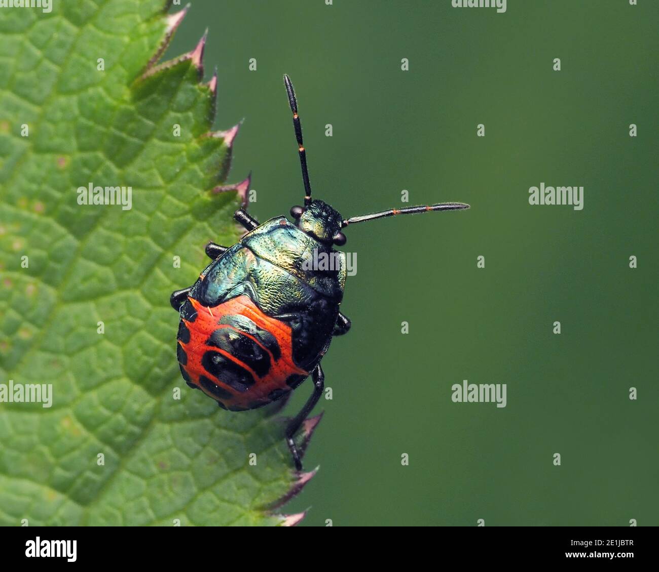 Blue Shieldbug final instar nymph (Zicrona caerulea) resting on plant ...