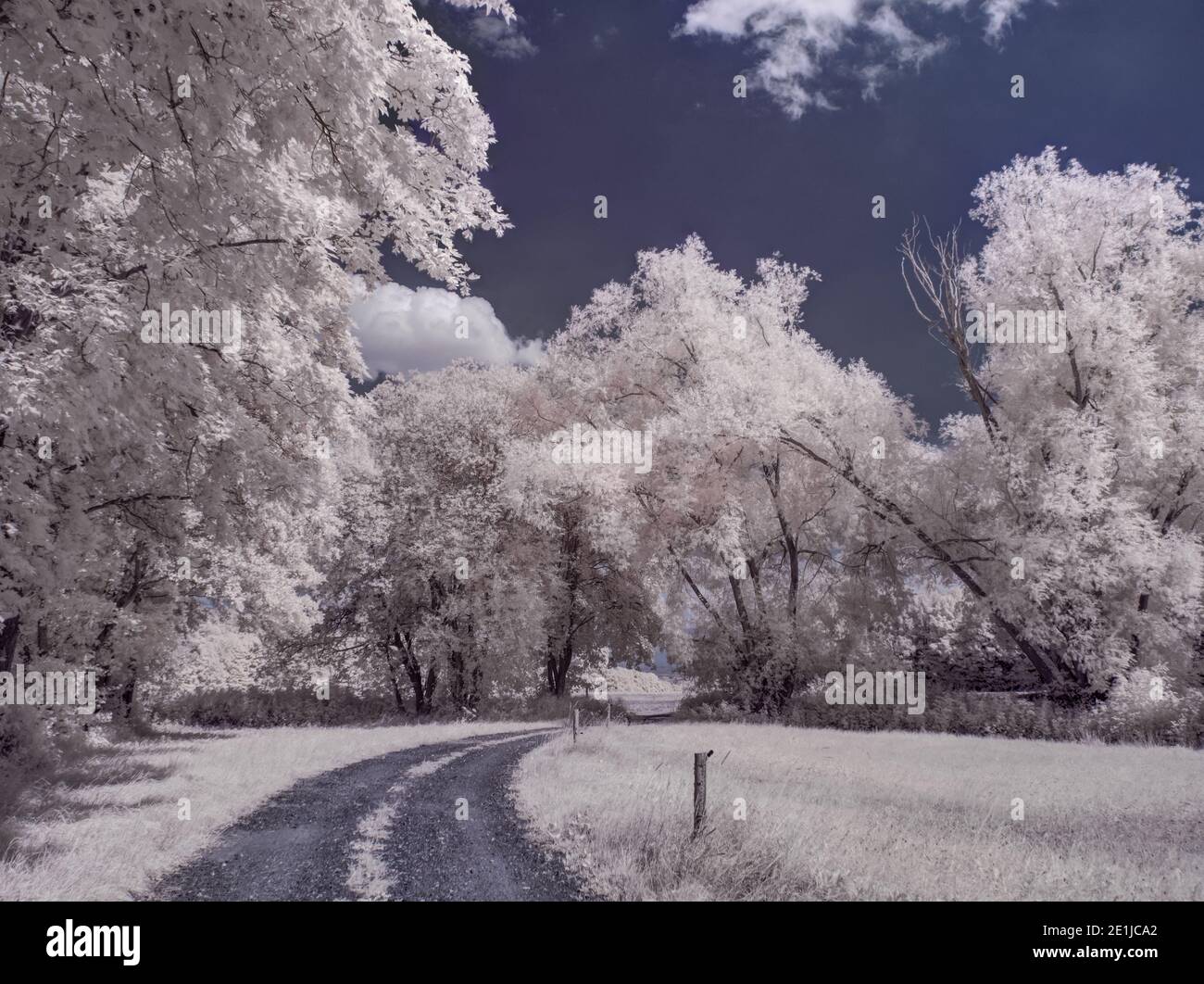 infrared photography - ir photo of landscape with tree under sky with ...