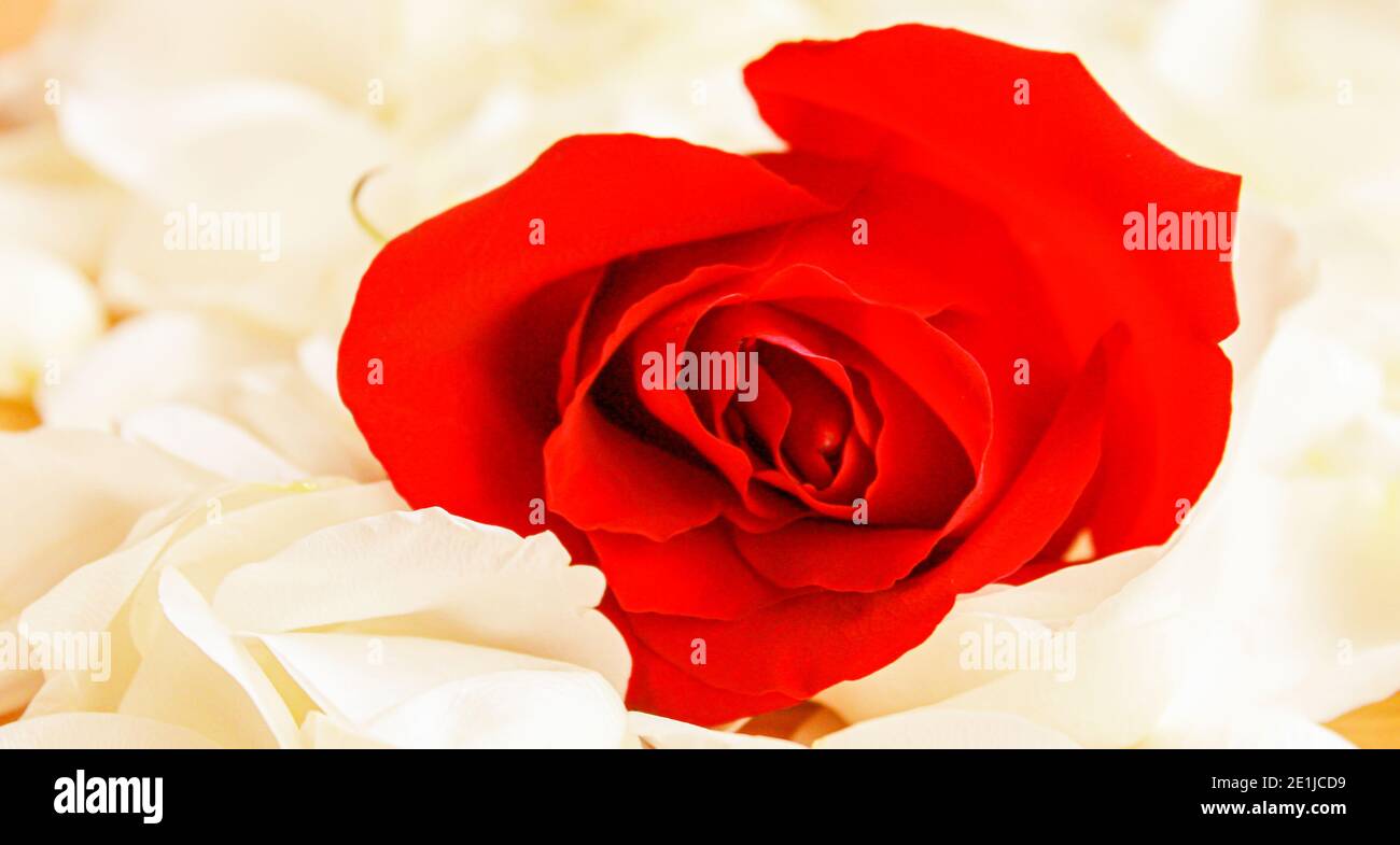 Heart With Banner And Rose