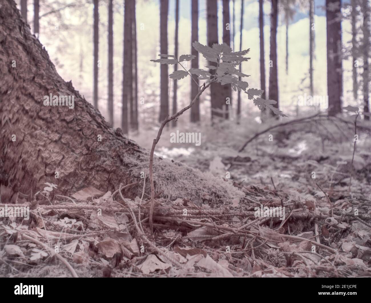 infrared photography - ir photo of landscape with tree under sky with ...