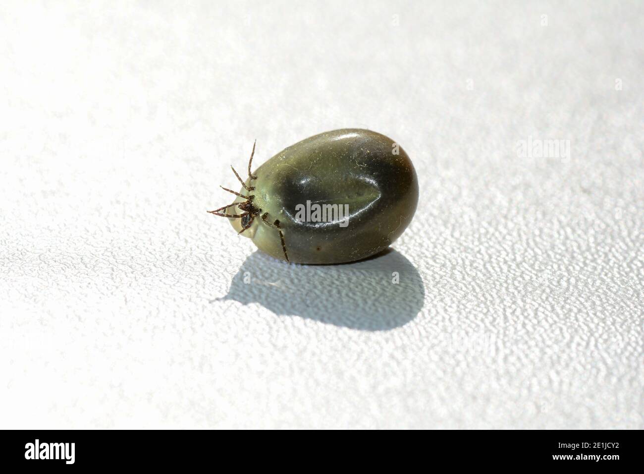 Blood filled tick hi-res stock photography and images - Alamy