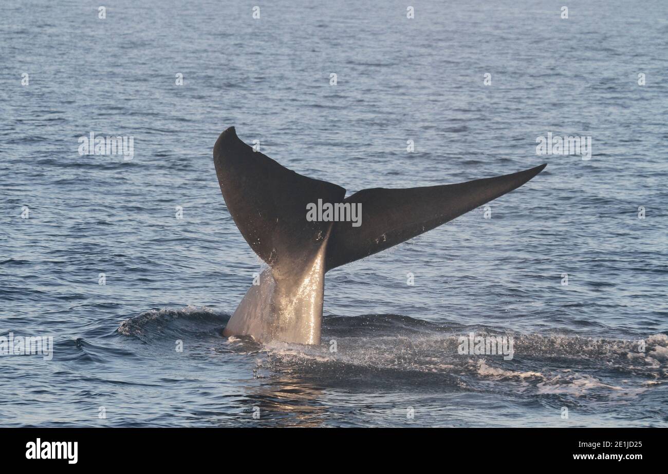Blue whale tail hi-res stock photography and images - Alamy