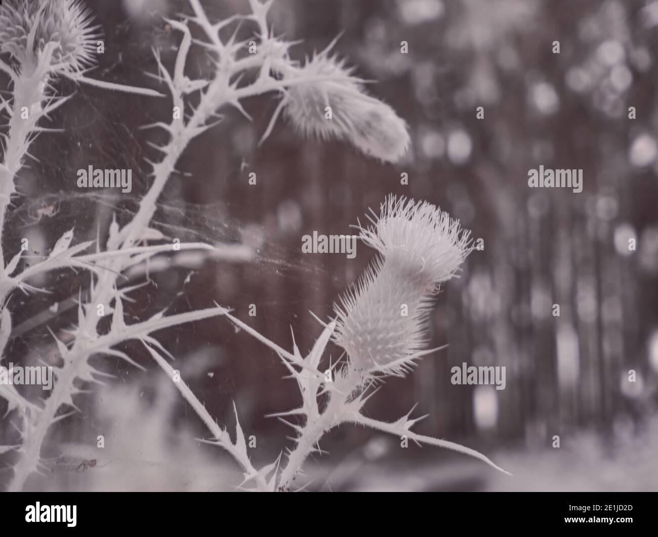 infrared photography - ir photo of landscape with tree under sky with ...