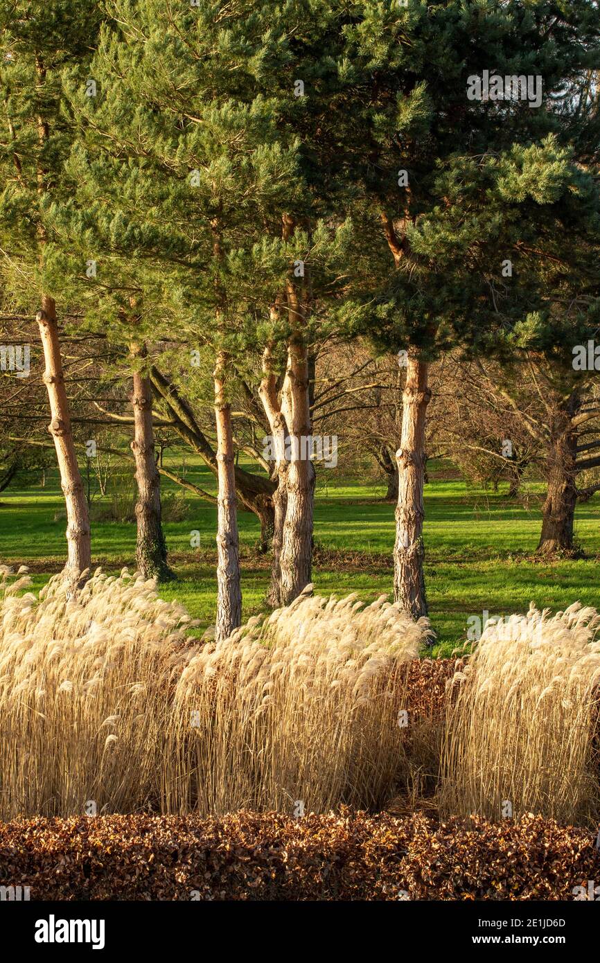 Garden landscape featuring Pampas Grass and trees in harmony Stock ...