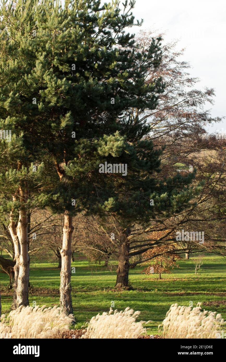 Garden landscape featuring Pampas Grass and trees in harmony Stock ...