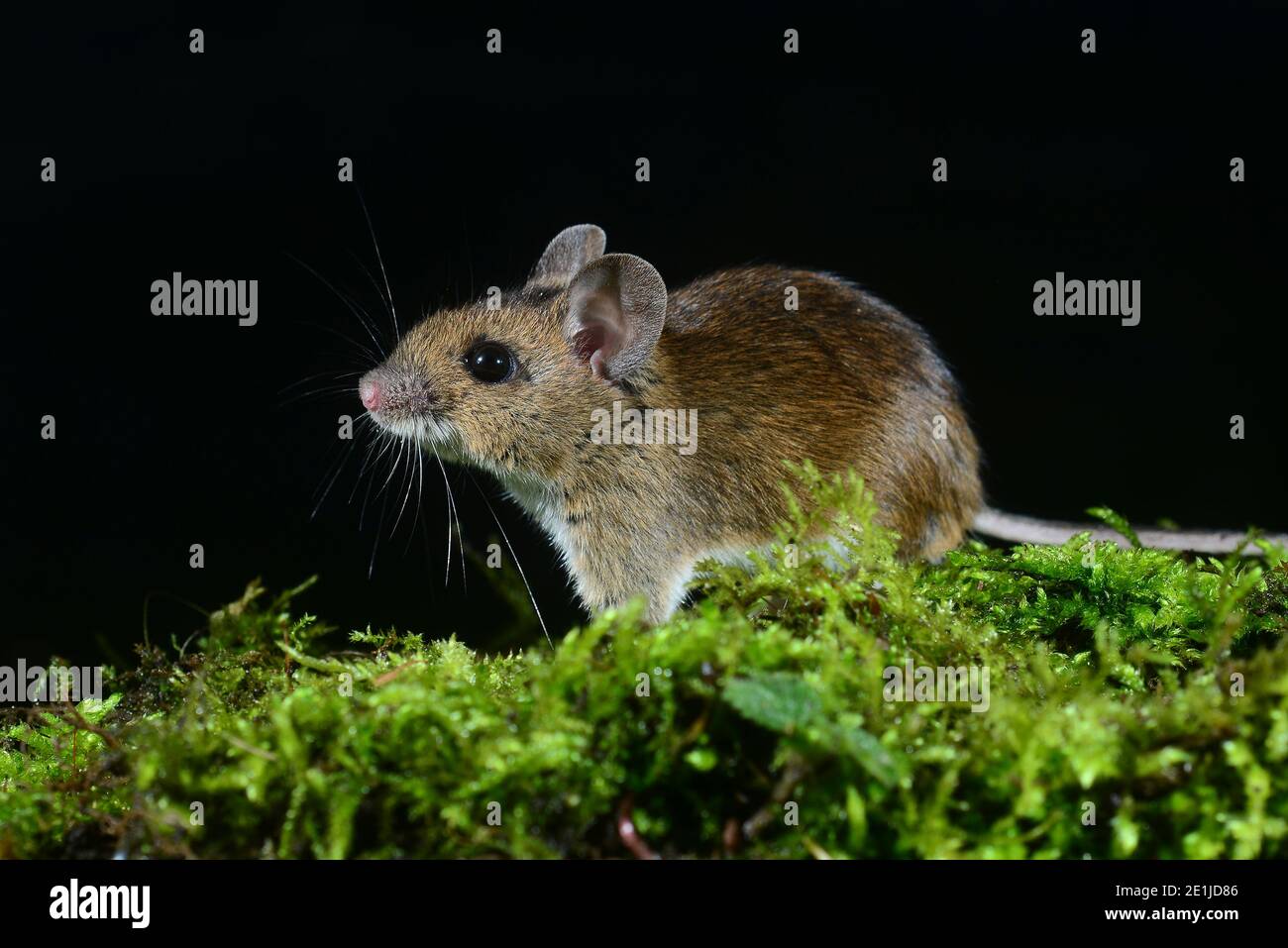 wood mouse apodemus sylvaticus Stock Photo - Alamy