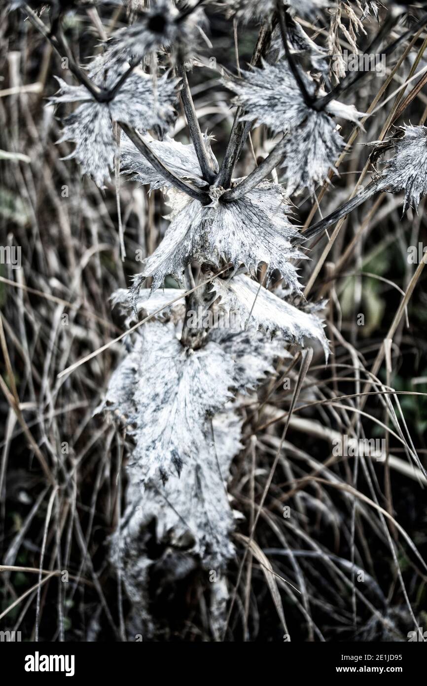 Eryngium Giganteum 'Silver Ghost' past flowering and their best ...