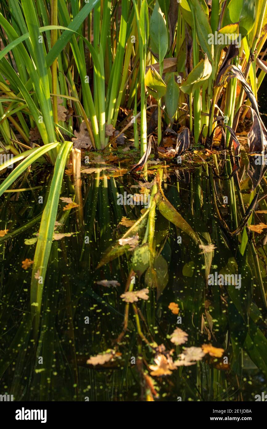 Green foliage and reflection in still water, illustrating reflection ...