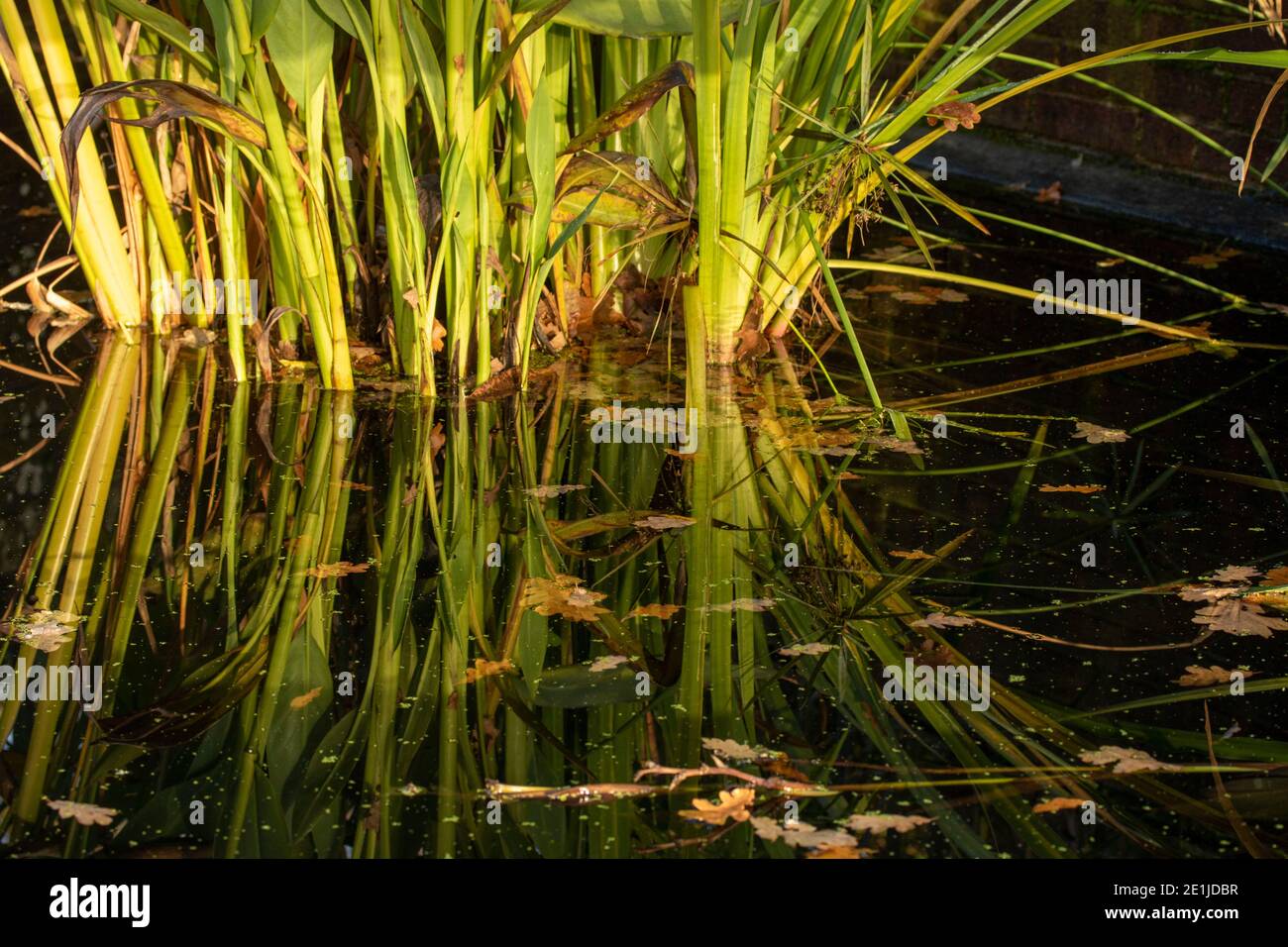 Green foliage and reflection in still water, illustrating reflection ...