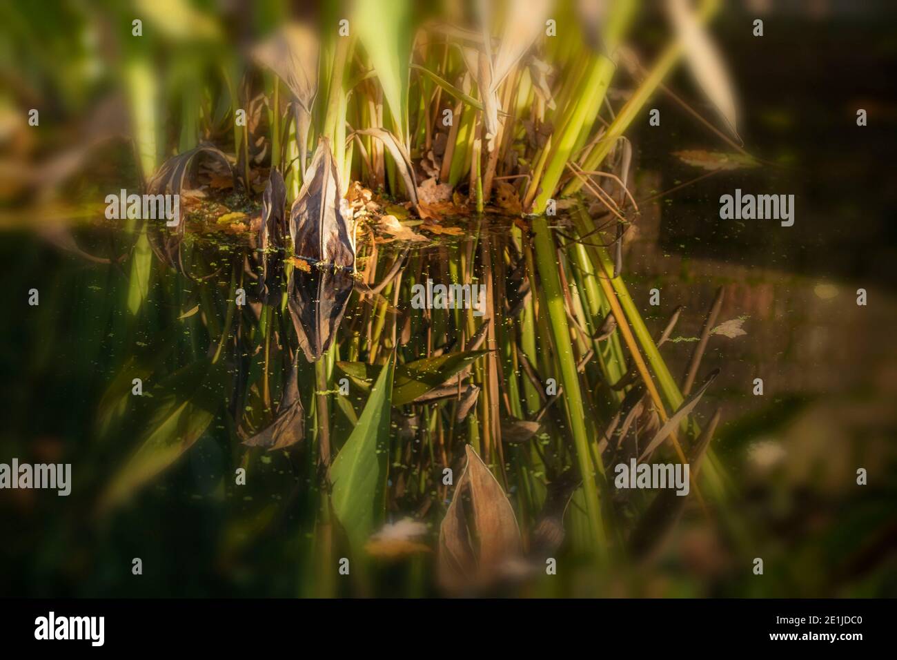 Green foliage and reflection in still water, illustrating reflection ...