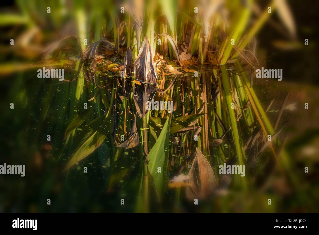 Green foliage and reflection in still water, illustrating reflection ...
