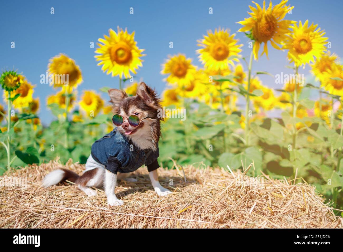 A dog in the sunflowers field on a sky blue background, Beautiful ...