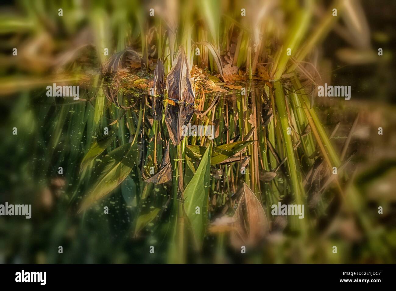 Green foliage and reflection in still water, illustrating reflection ...